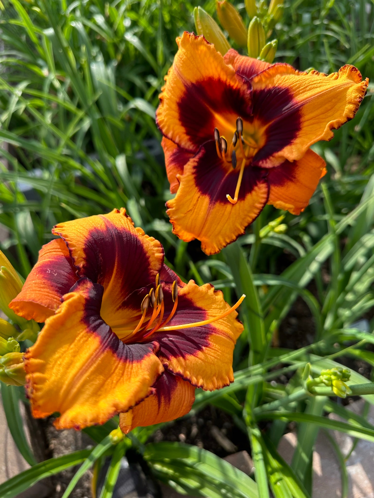 Nine Pieces Of Eight Smoulder s Daylily Garden nine-pieces-of-eight-smoulder-s-daylily-garden