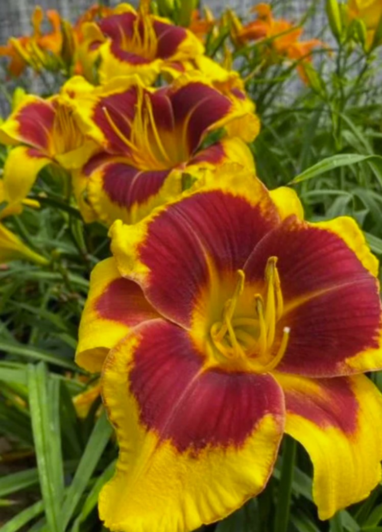 Daylily Club Prices and Presentations – Smoulder's Daylily Garden